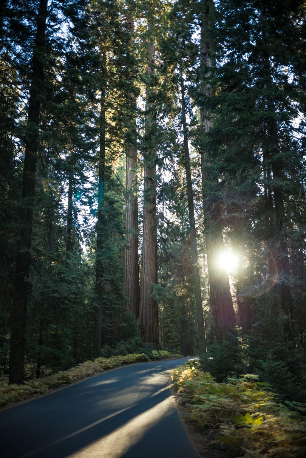 LOCATION – SEQUOIA NATIONAL PARK, CALIFORNIA - Photo Basecamp